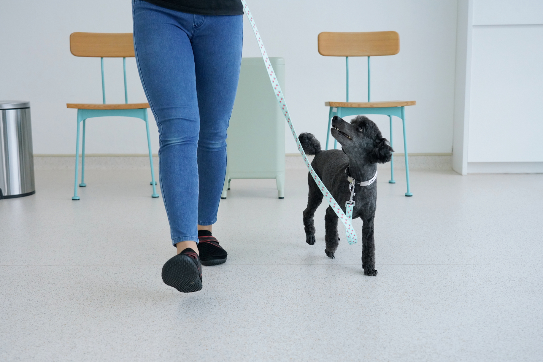 Behaviour Modification — Puppy Colours Academy