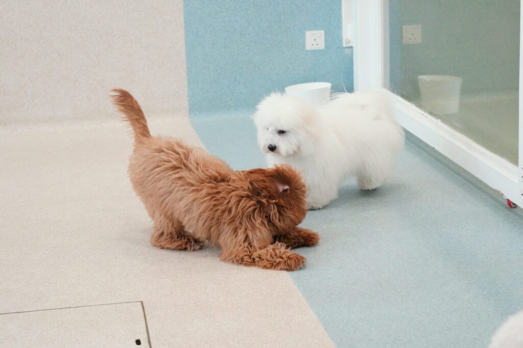 Private Classes — Puppy Colours Academy Singapore - Puppy Colours ...